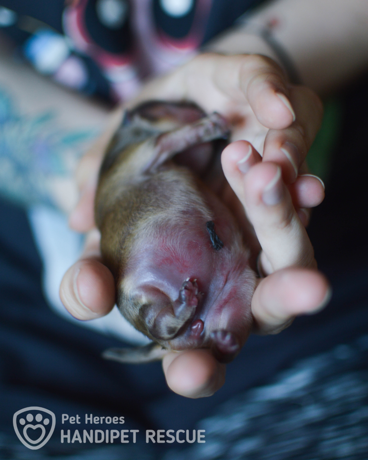 Buchta – vodní štěňátko - Handipet Rescue