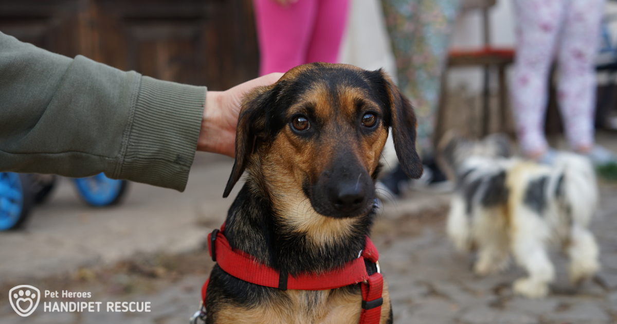 Harlow, Garbo a Yoko - Handipet Rescue