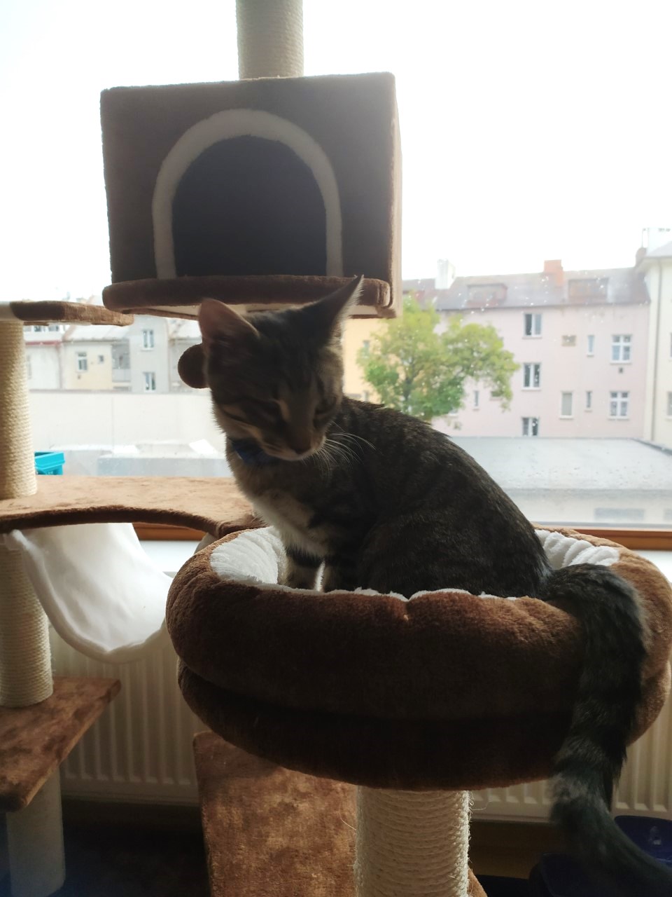 Alex – koťátko se zlomenýma nohama - Handipet Rescue