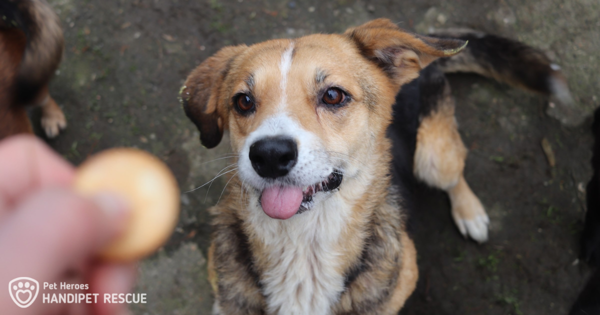 Norma – aktuálně v azylu Dej pac - Handipet Rescue