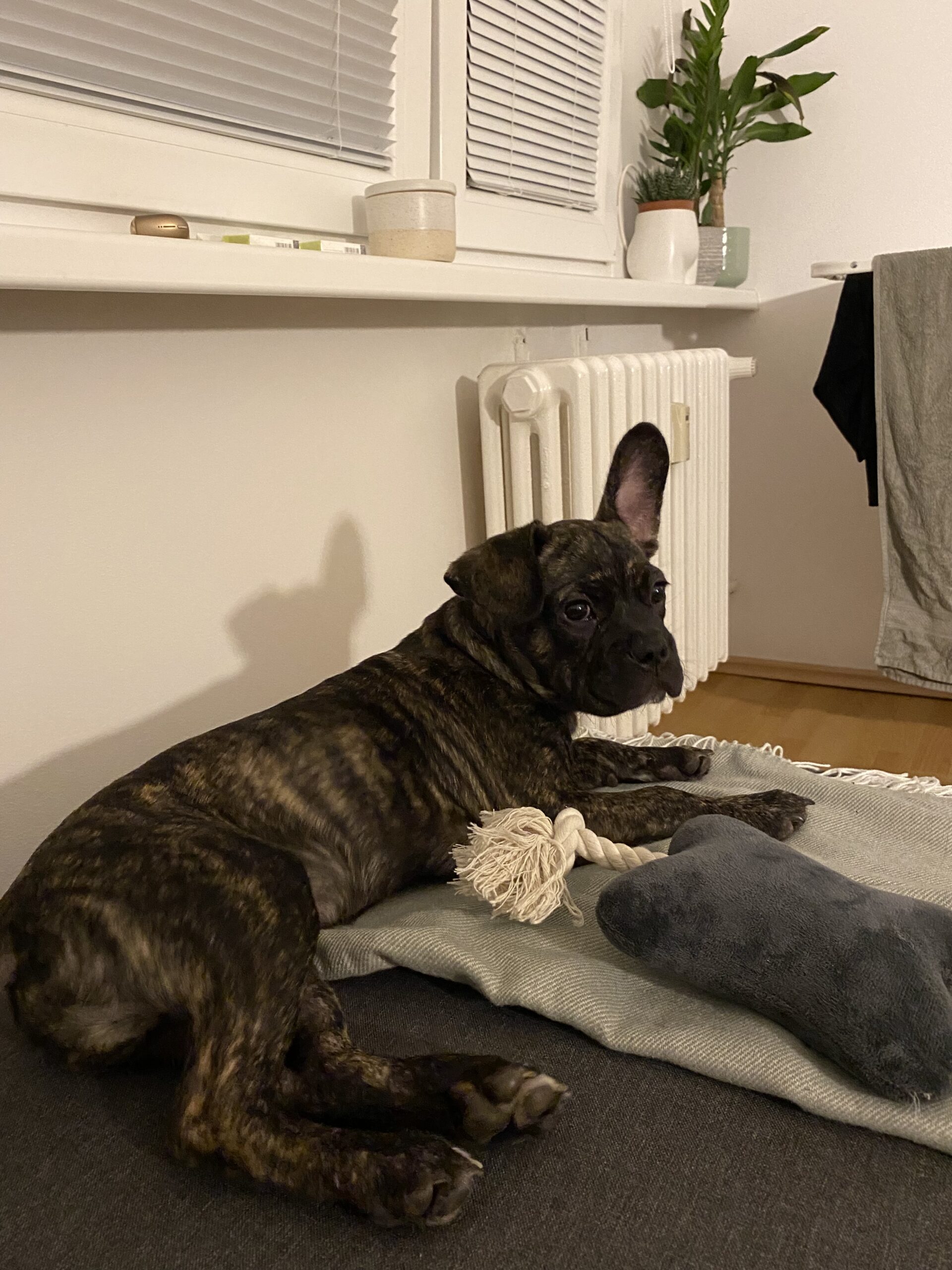Marshall – zvídavé štěňátko - Handipet Rescue