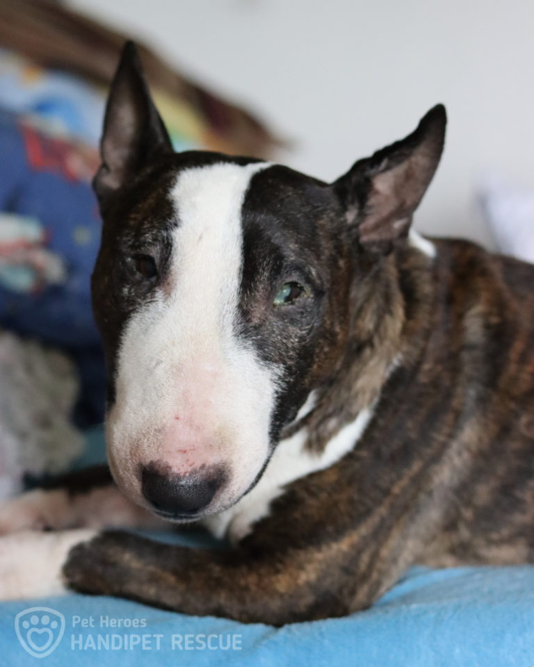 Pan Kdovík – zanedbaný bullík - Handipet Rescue