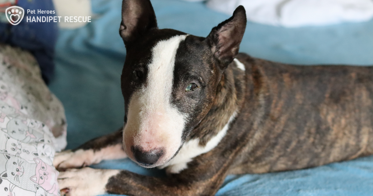 Pan Kdovík – zanedbaný bullík - Handipet Rescue