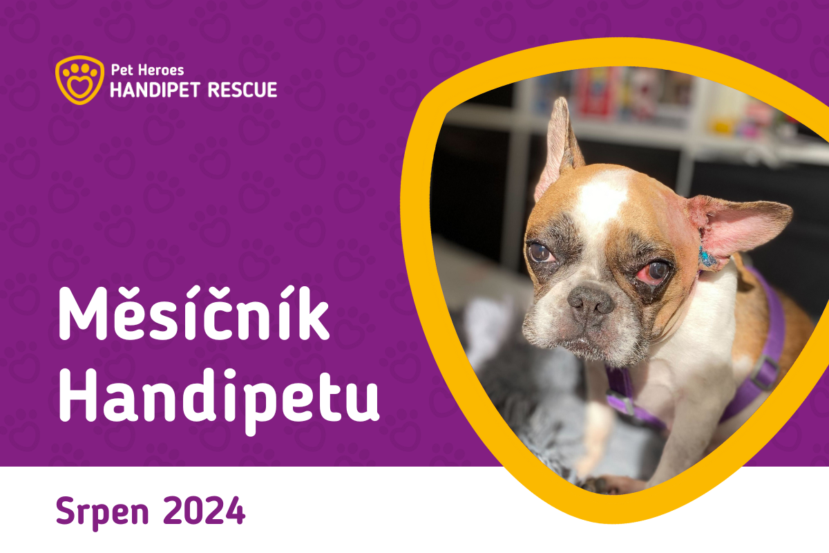 Langusta byla na operaci | Měsíčník Handipetu - Handipet Rescue